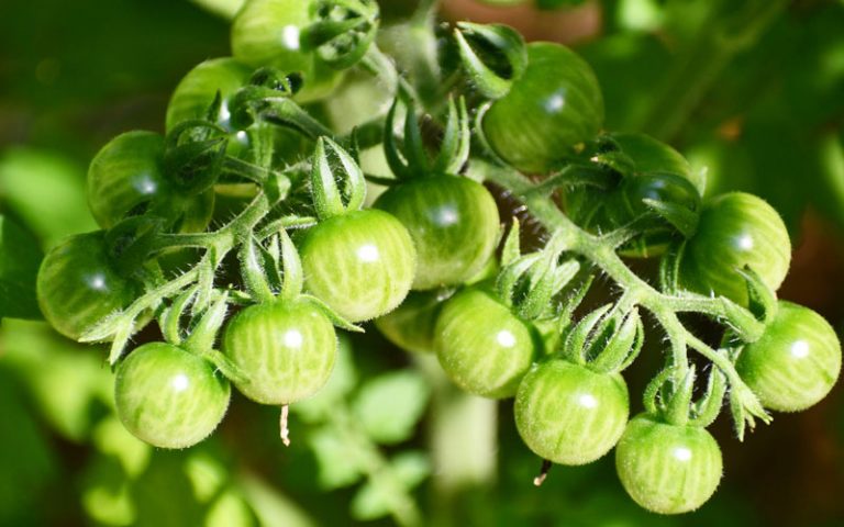 Are Tomatoes Acidic or Alkaline? - MegaTomato